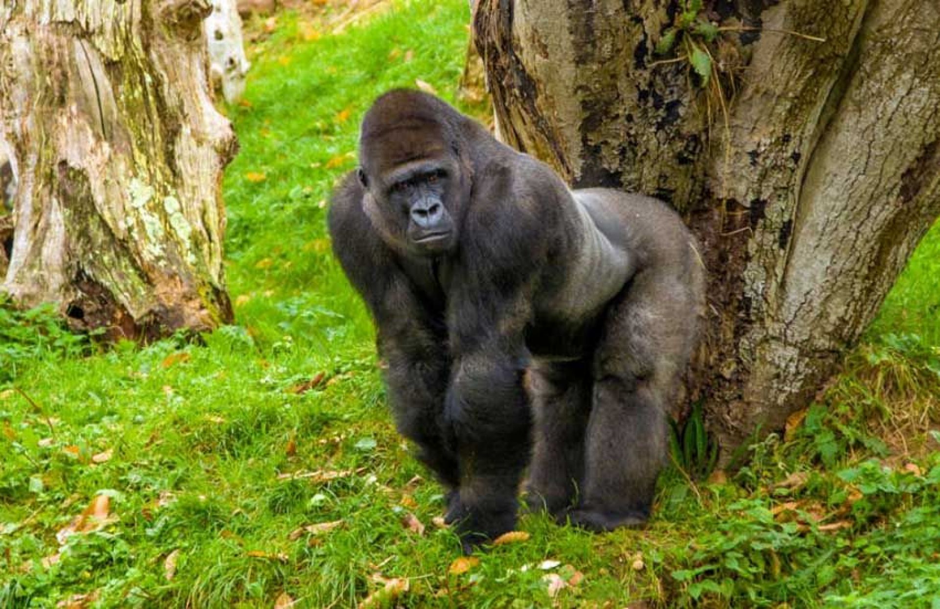 Macam Macam Binatang Buas di Dunia, Yuk Kenali Disini!